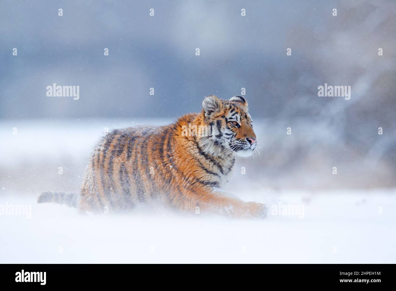 Tiger, cold winter in taiga, Russia. Snow flakes with wild Amur cat. Tiger snow run in wild ...