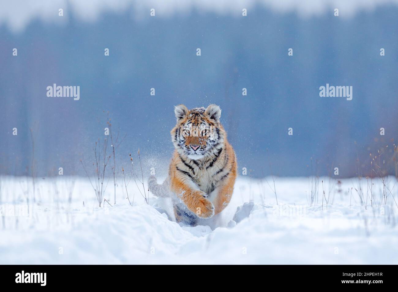 Tiger, cold winter in taiga, Russia. Snow flakes with wild Amur cat. Tiger snow run in wild ...