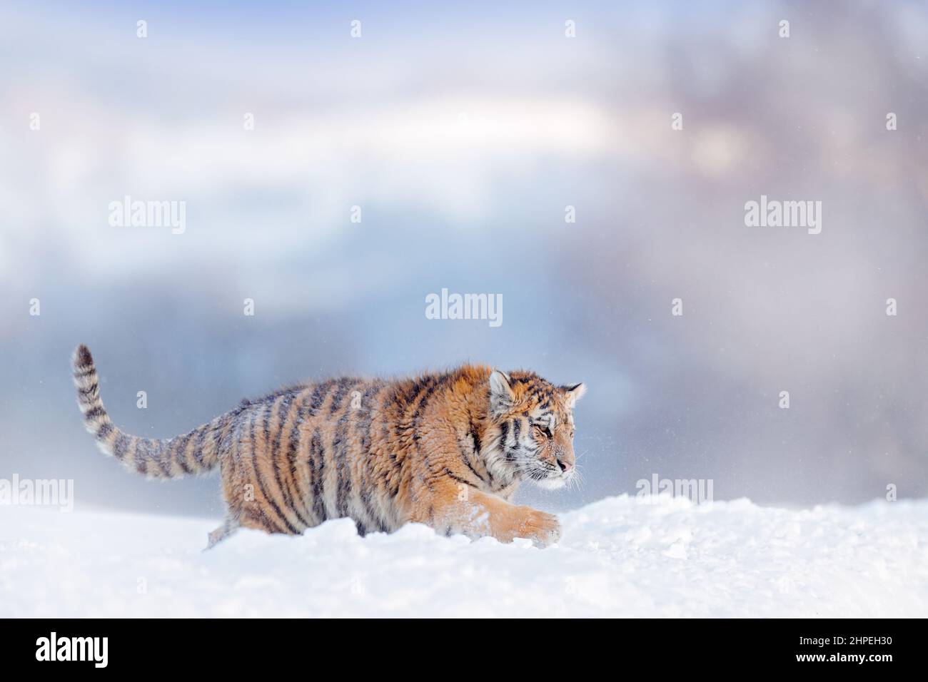 Wildlife Russia. Tiger, cold winter in taiga, Russia. Snow flakes with ...