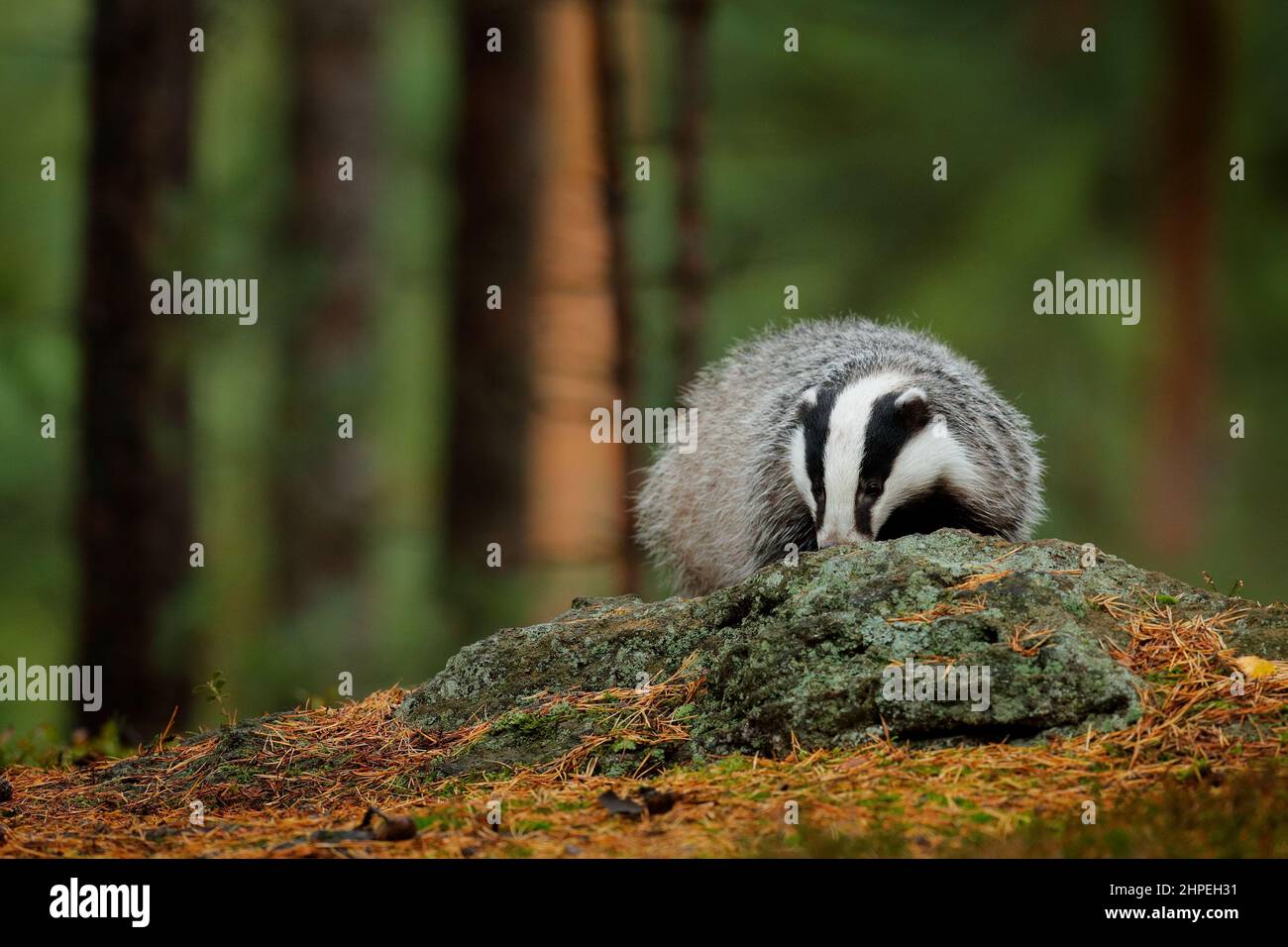 Badger in the forest. Hidden in bushes of cranberries. Nice wood in the ...