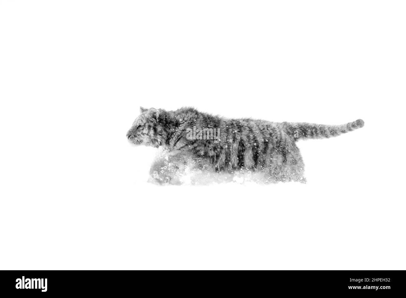 Wildlife Russia. Tiger, cold winter in taiga, Russia. Snow flakes with ...