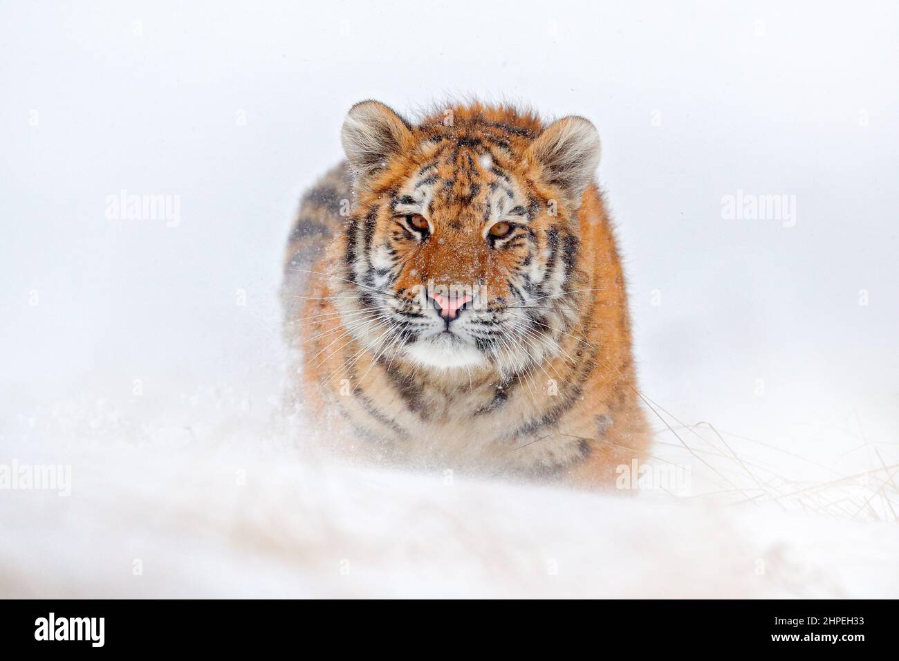 Wildlife Russia. Tiger, cold winter in taiga, Russia. Snow flakes with ...