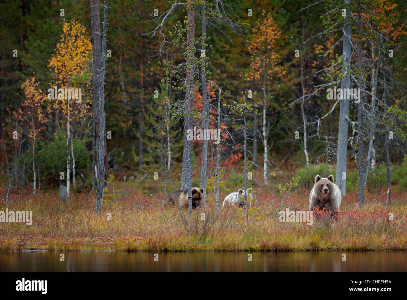 Bear hidden in yellow forest. Autumn trees with bear. Beautiful brown ...