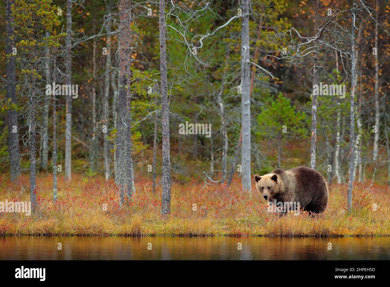 Bear hidden in yellow forest. Autumn trees with bear. Beautiful brown ...
