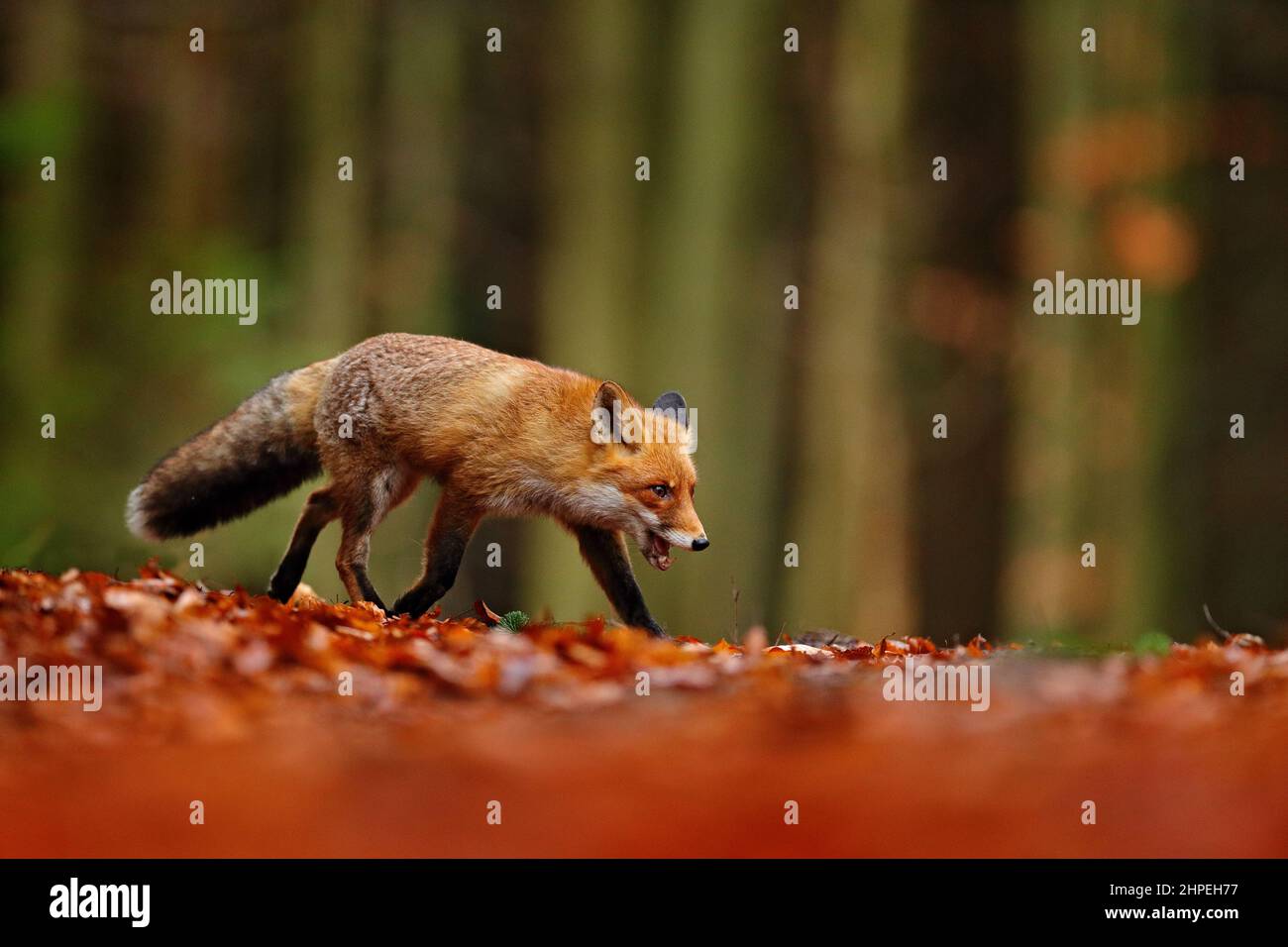 Red fox running on orange autumn leaves. Cute Red Fox, Vulpes vulpes in ...