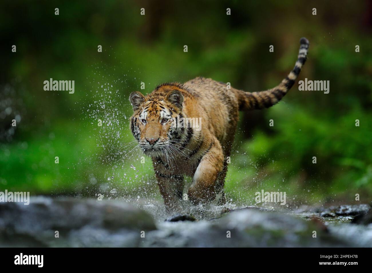 Tiger running in the water, Siberia. Dangerous animal, tajga, Russia ...