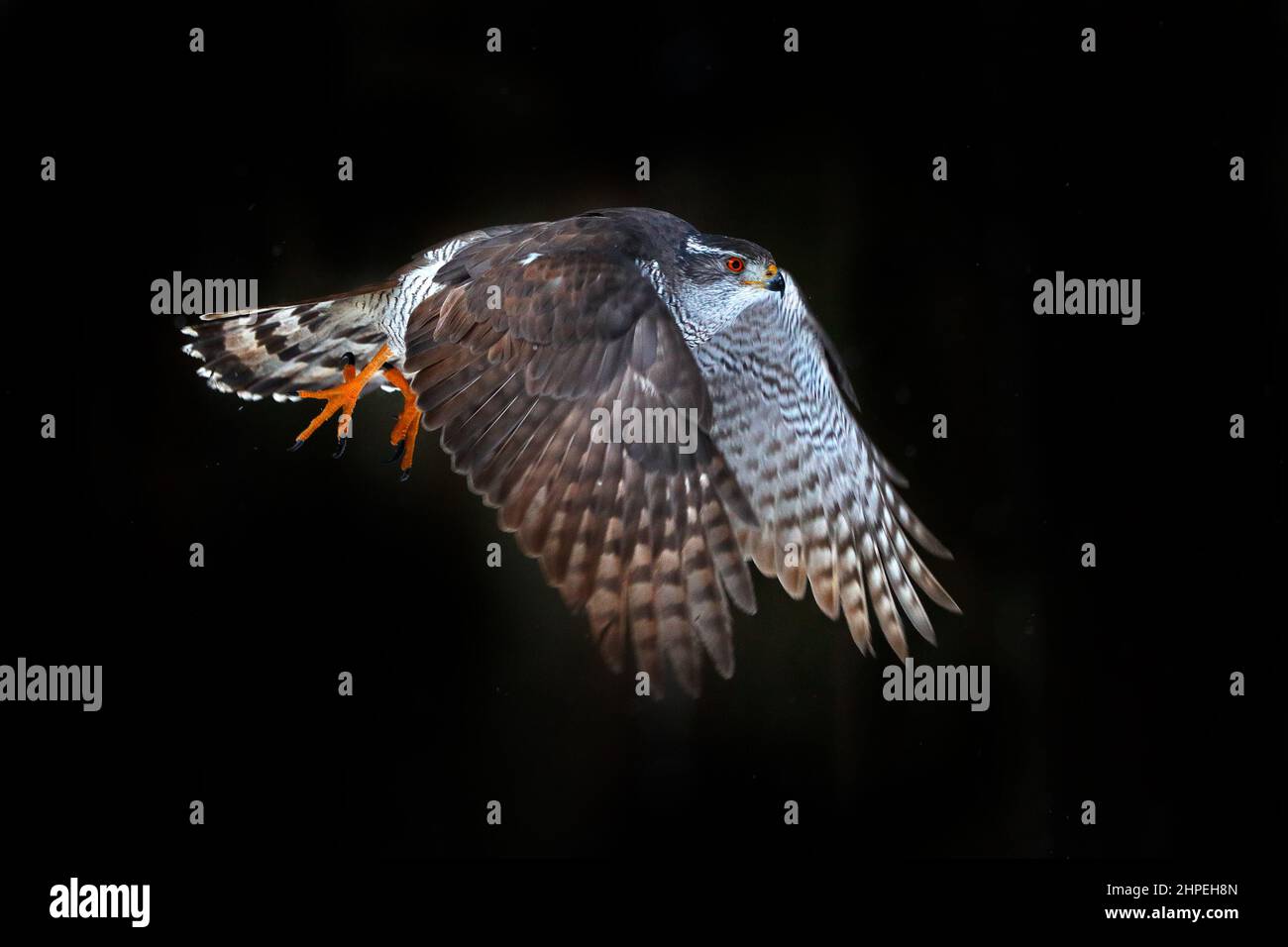 Goshawk flight, Germany. Northern Goshawk landing on spruce tree during ...