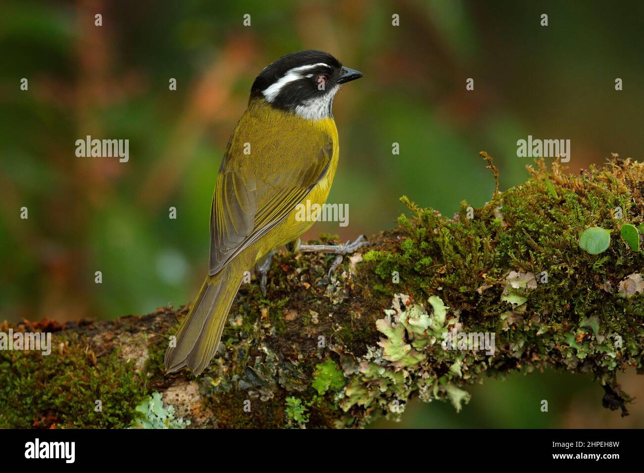 Sooty-capped Bush-tanager, Chlorospingus pileatus, small passerine bird ...
