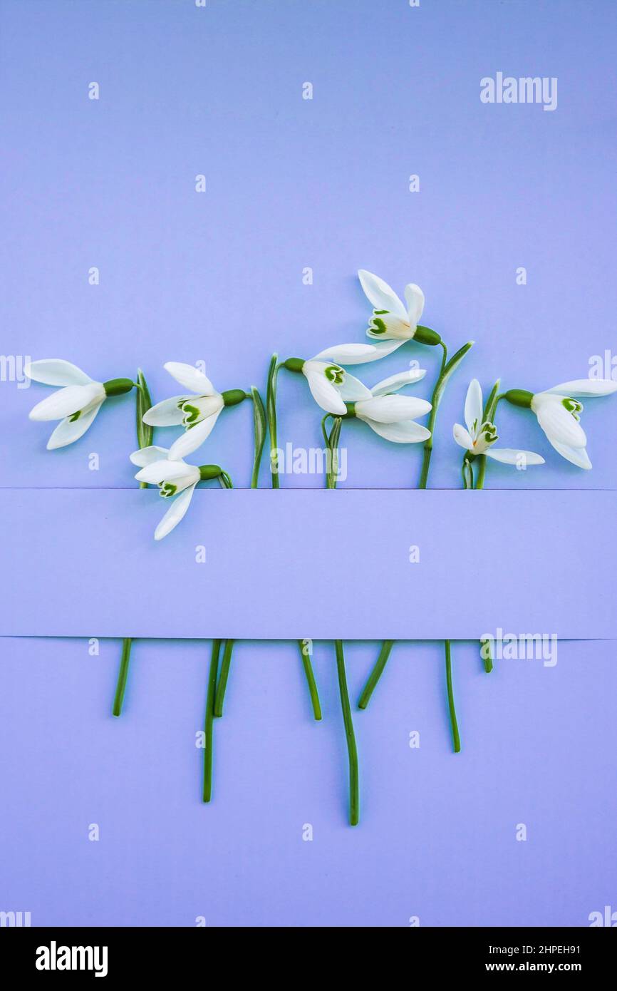 Composition with snowdrop flowers on color background, Creative layout ...