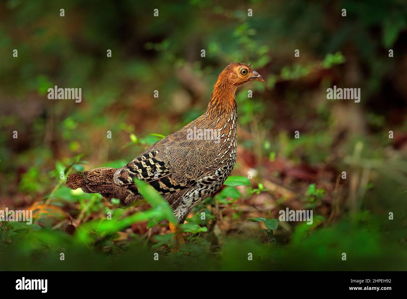 Sri Lankan junglefowl female from Sri Lanka, Asia. Bird walk in the ...