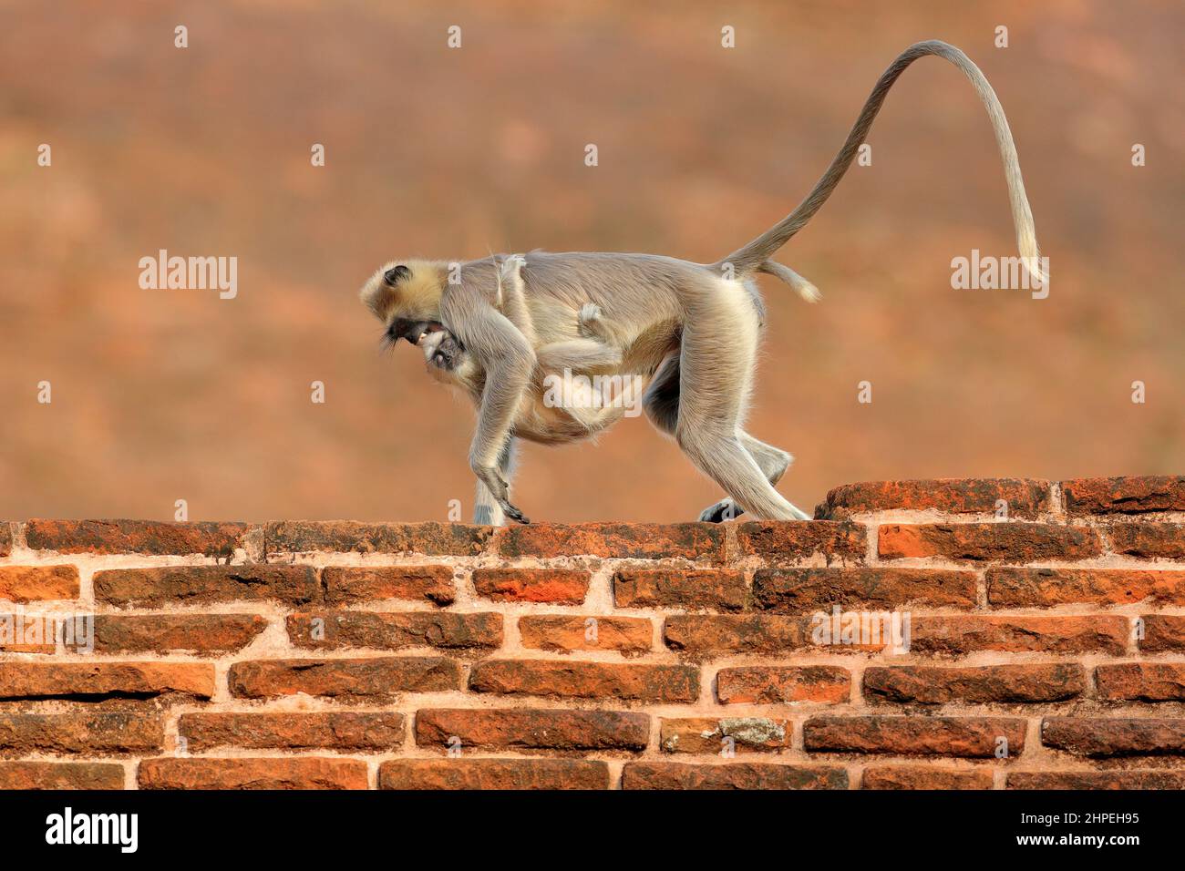 Langur in town. Mother and young running on the wall. Wildlife of Sri ...