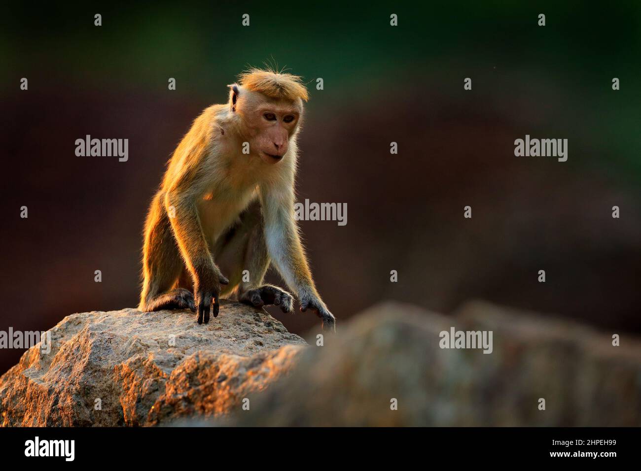 Tree golden monkey family hi-res stock photography and images - Alamy