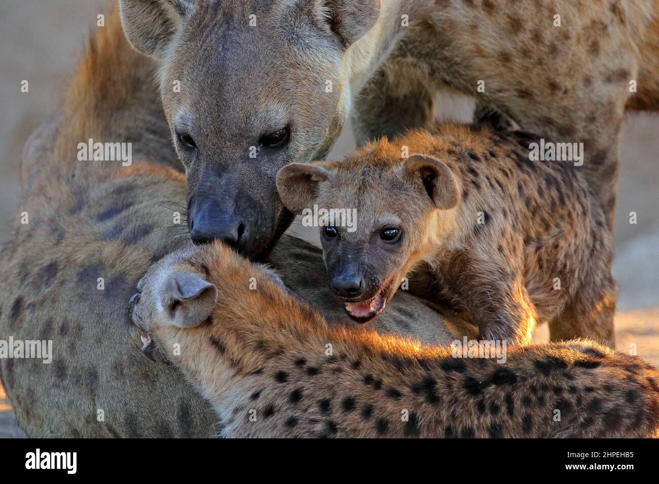 Hyena evening sunset light. Hyena, detail portrait. Spotted hyena ...