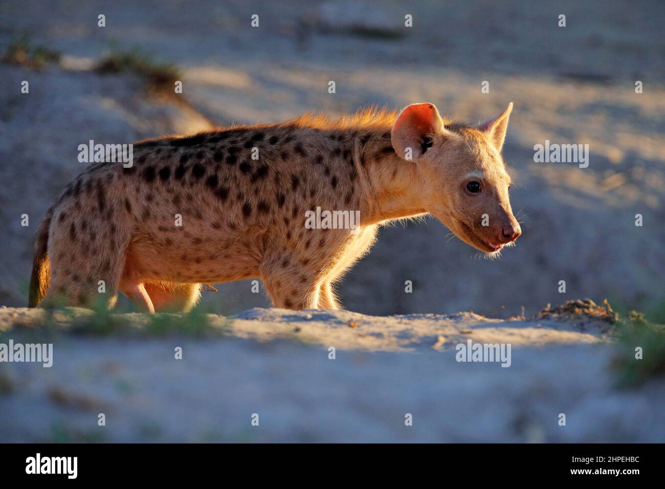 Young hyena pup, evening sunset light. Hyena, detail portrait. Spotted ...