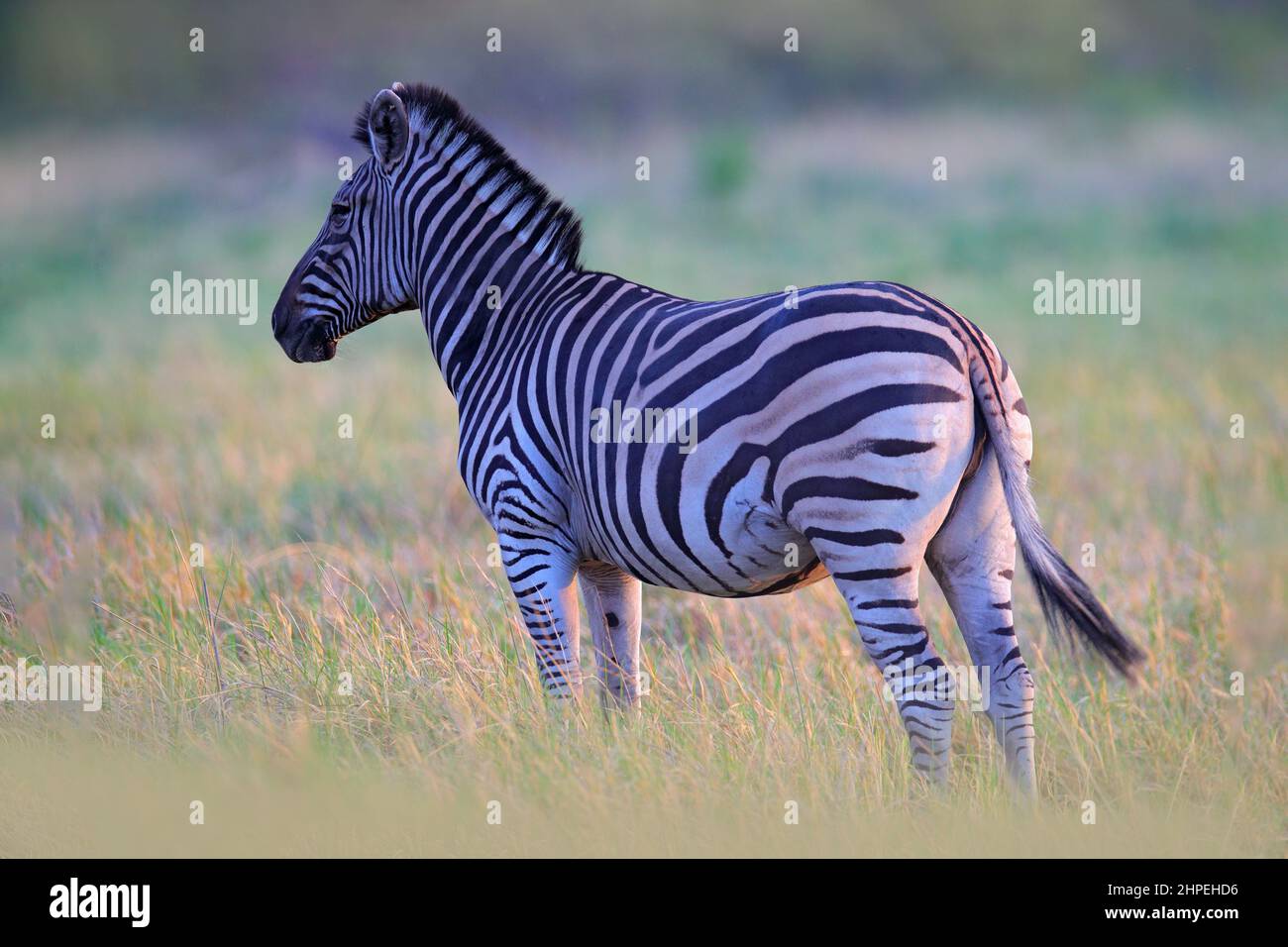 Botswana zebra migration hi-res stock photography and images - Alamy