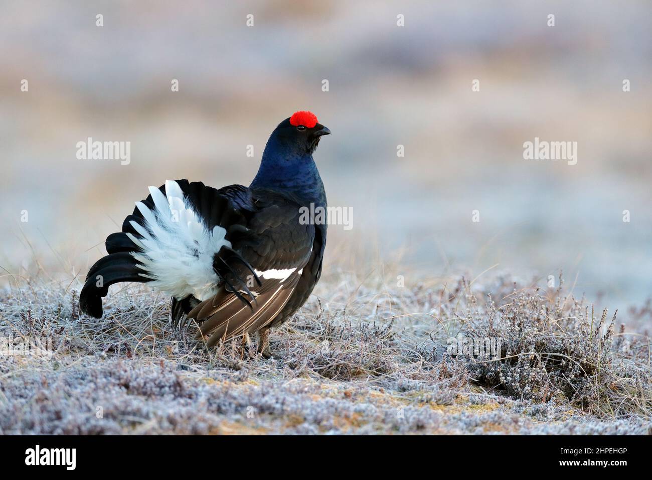Sweden wildlife. Black grouse on the pine tree. Nice bird Grouse ...