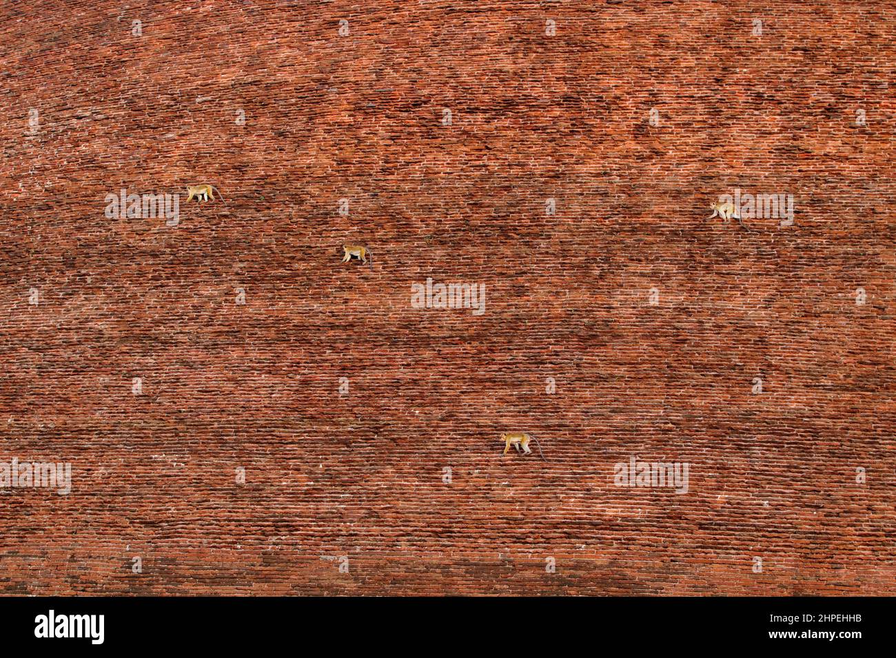 Toque macaque, Macaca sinica, monkey with evening sun, sitting on zhe ...