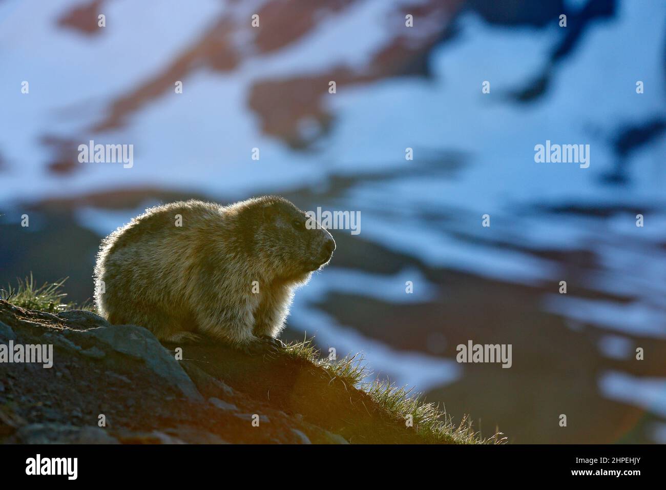 Funny image hi-res stock photography and images - Alamy