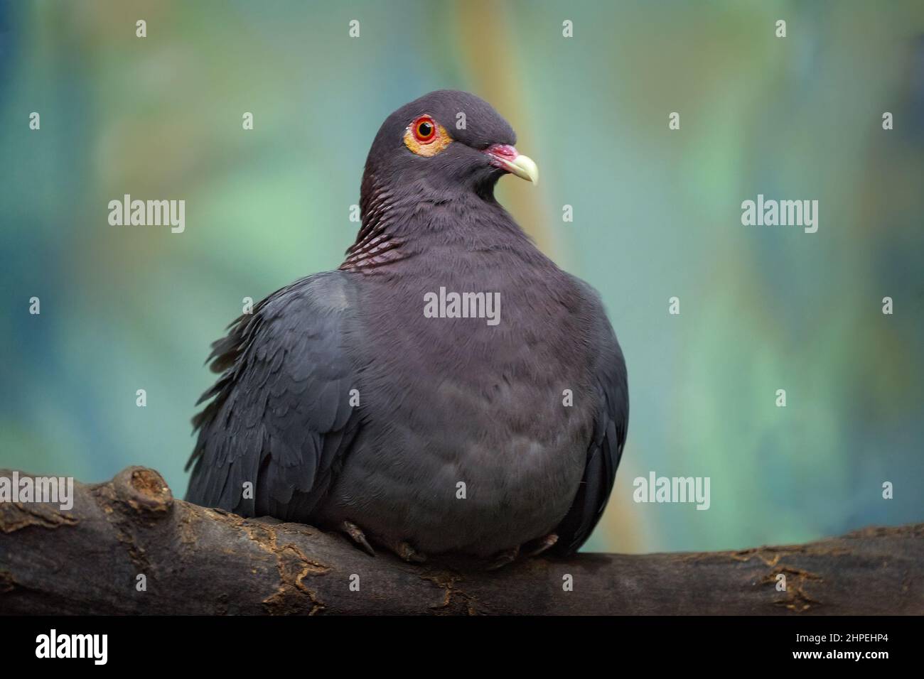 Beautiful detail close-up portrait of birds with yellow red eyes. Scaly ...
