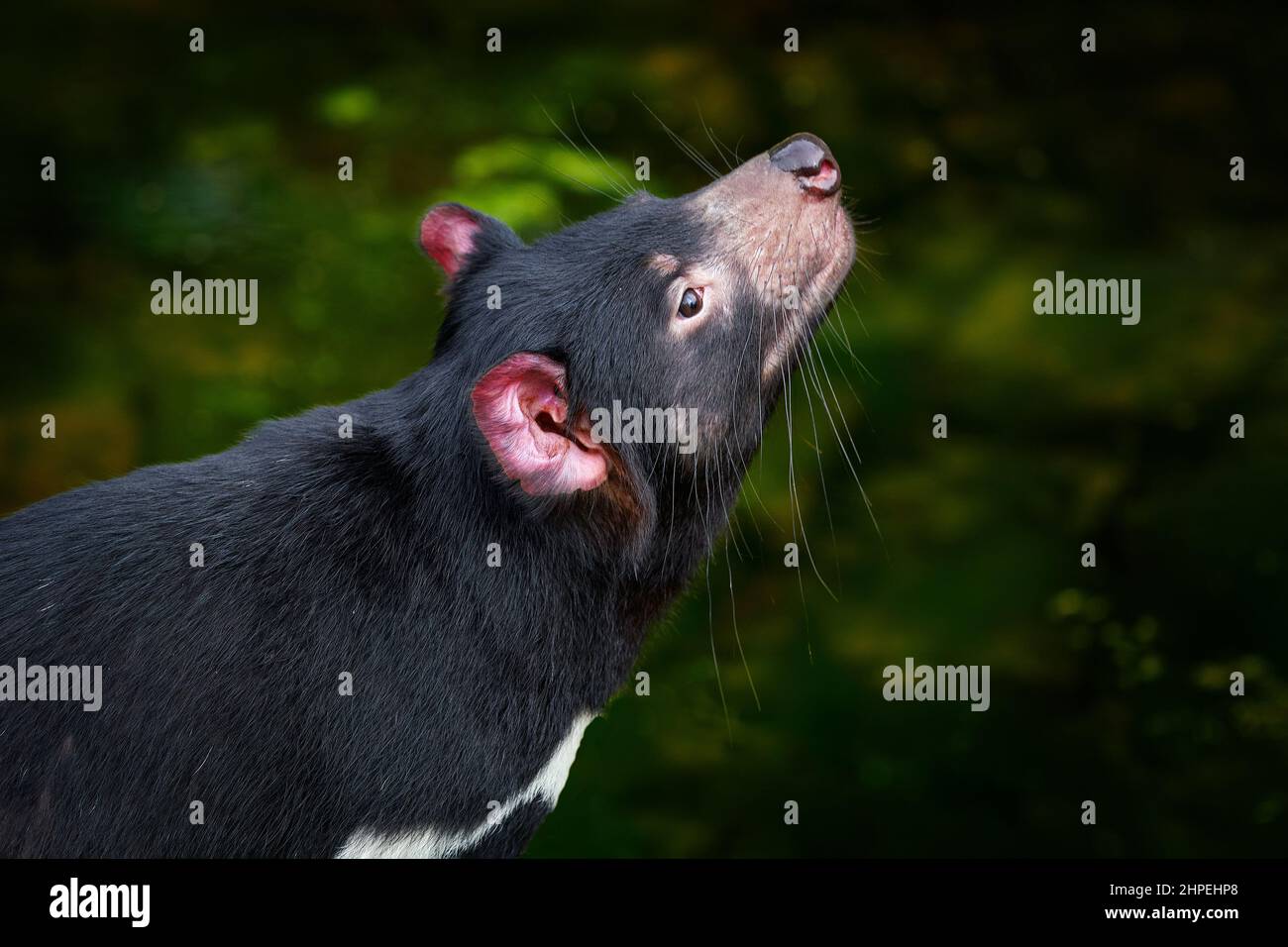 Tasmanian devil, Sarcophilus harrisii, carnivorous marsupial in the ...