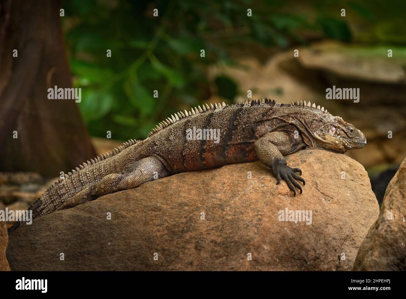 Cuban rock iguana, Cyclura nubila, lizard on the stone in the nature ...