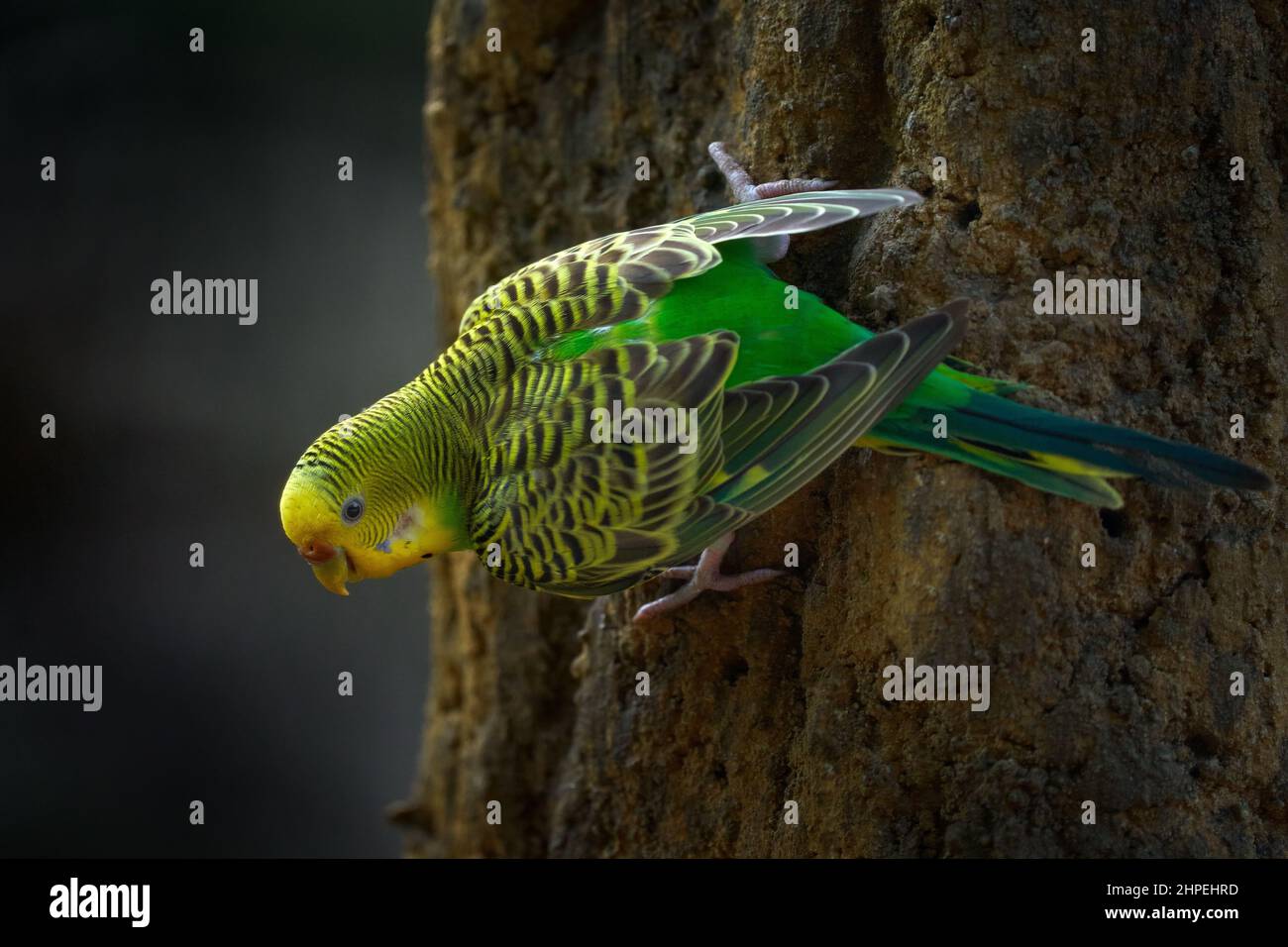 Budgerigar, Melopsittacus undulatus, long-tailed yellow green seed ...
