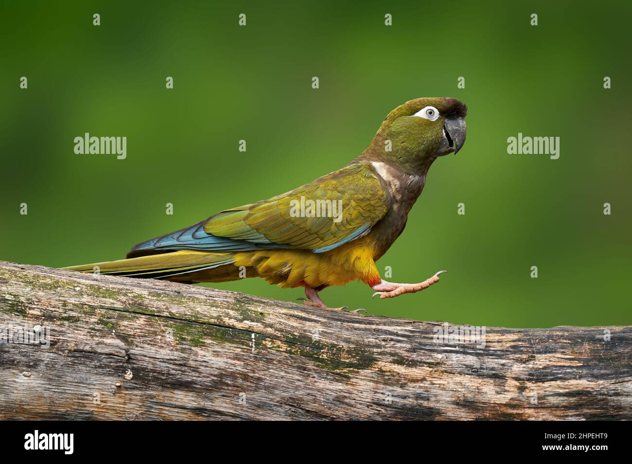 Parrot march tread walk on the free trunk. Burrowing Parakeet parrot ...