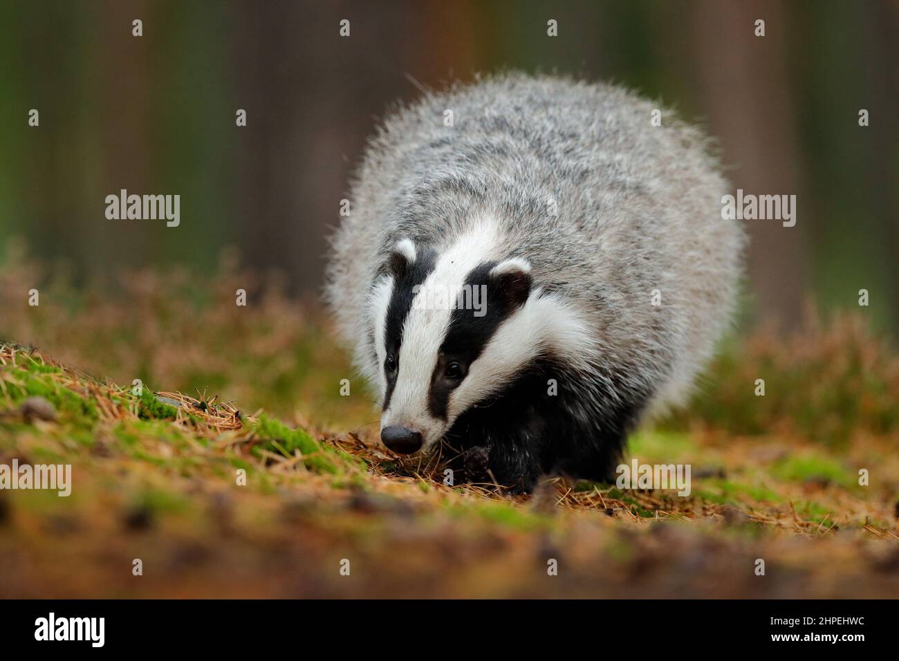 Cute black and white animal in the forest. Badger in the forest. Hidden ...