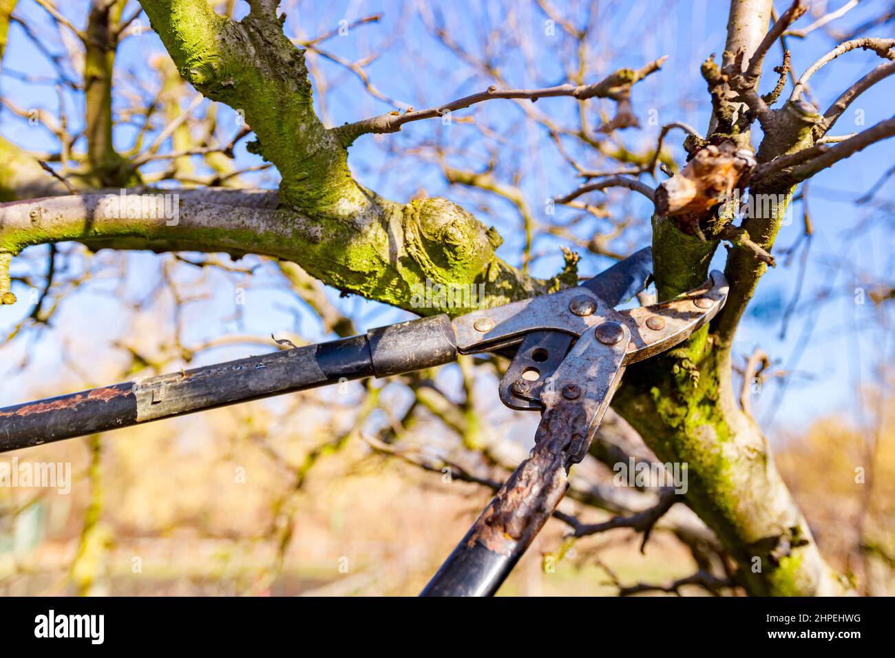 Mechanism and blade of long loppers as pruning branches of fruit trees ...