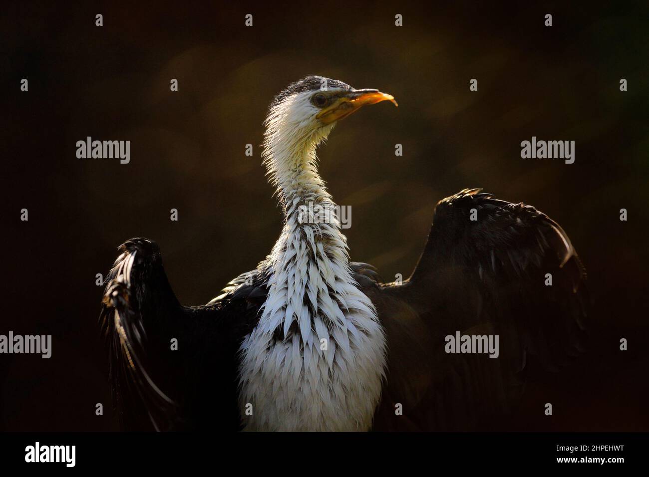 Shag bird australia hi-res stock photography and images - Alamy