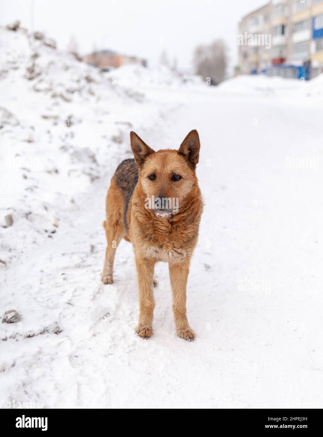 A stray dog in winter. A portrait of large mixed-breed stray dog Stock ...