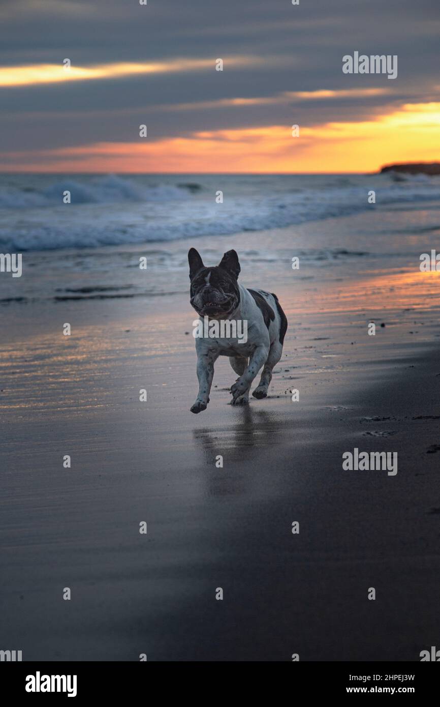 Little french bulldog running on the beach at sunset Stock Photo - Alamy