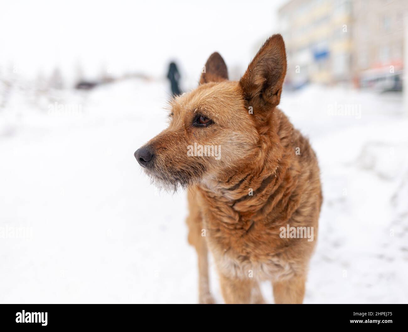 A stray dog in winter. A portrait of large mixed-breed stray dog Stock ...
