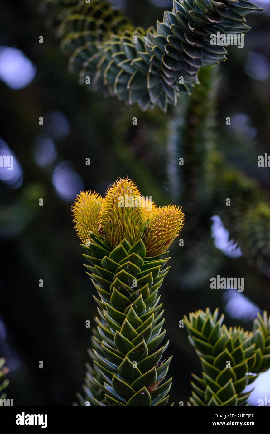 Monkey puzzle seed hi-res stock photography and images - Alamy