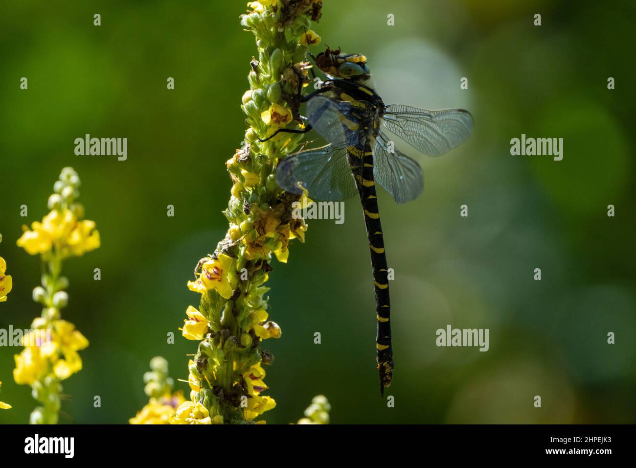 Golden ring dragonfly hi-res stock photography and images - Alamy