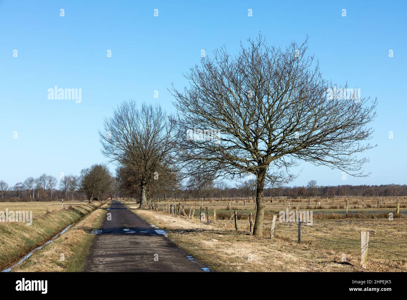 Shot of trees alongside a rural road Stock Photo - Alamy