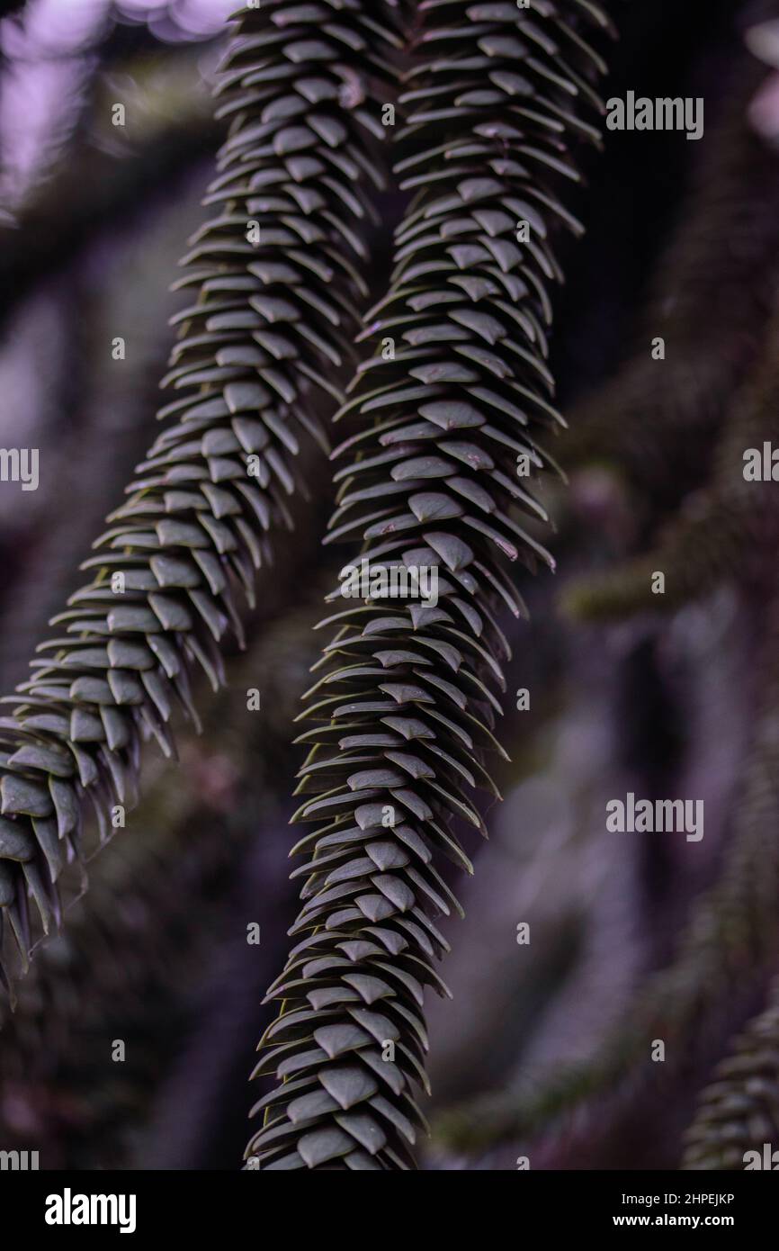 Vertical shot branches pine hi-res stock photography and images - Alamy
