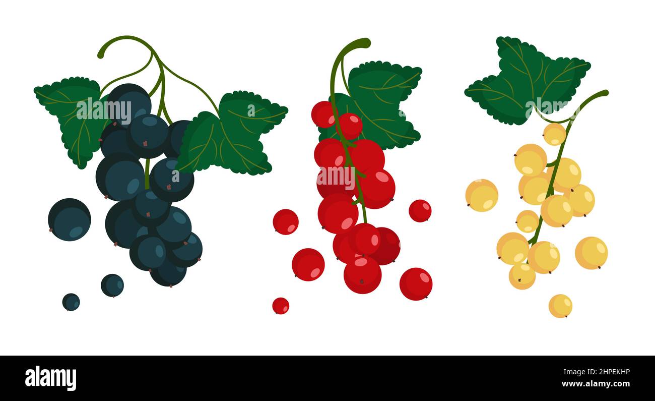 Ripe yellow red berries Stock Vector Images - Alamy