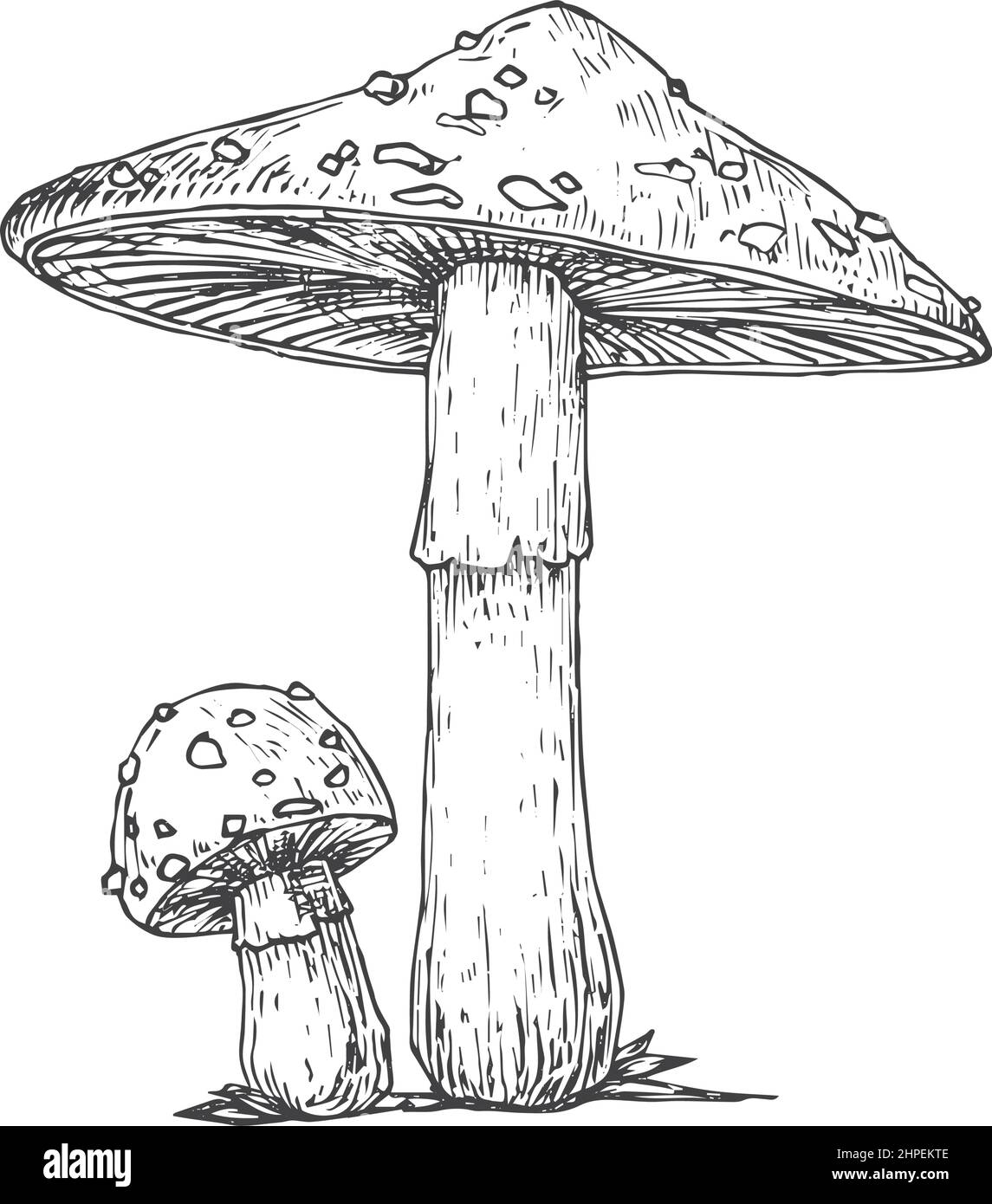 Hand Drawn Fly Agaric Psychedelic Mushrooms Abstract Illustration ...