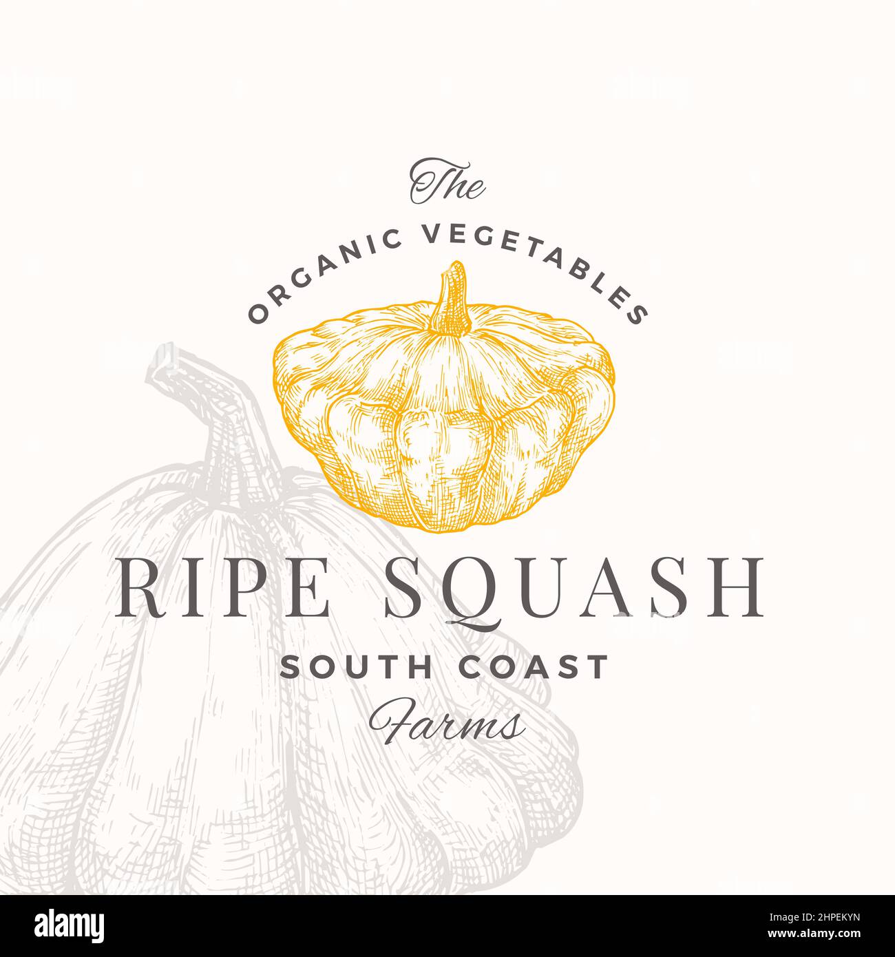 Squash Badge Logo Template. Hand Drawn Vegetable Sketch with Retro ...