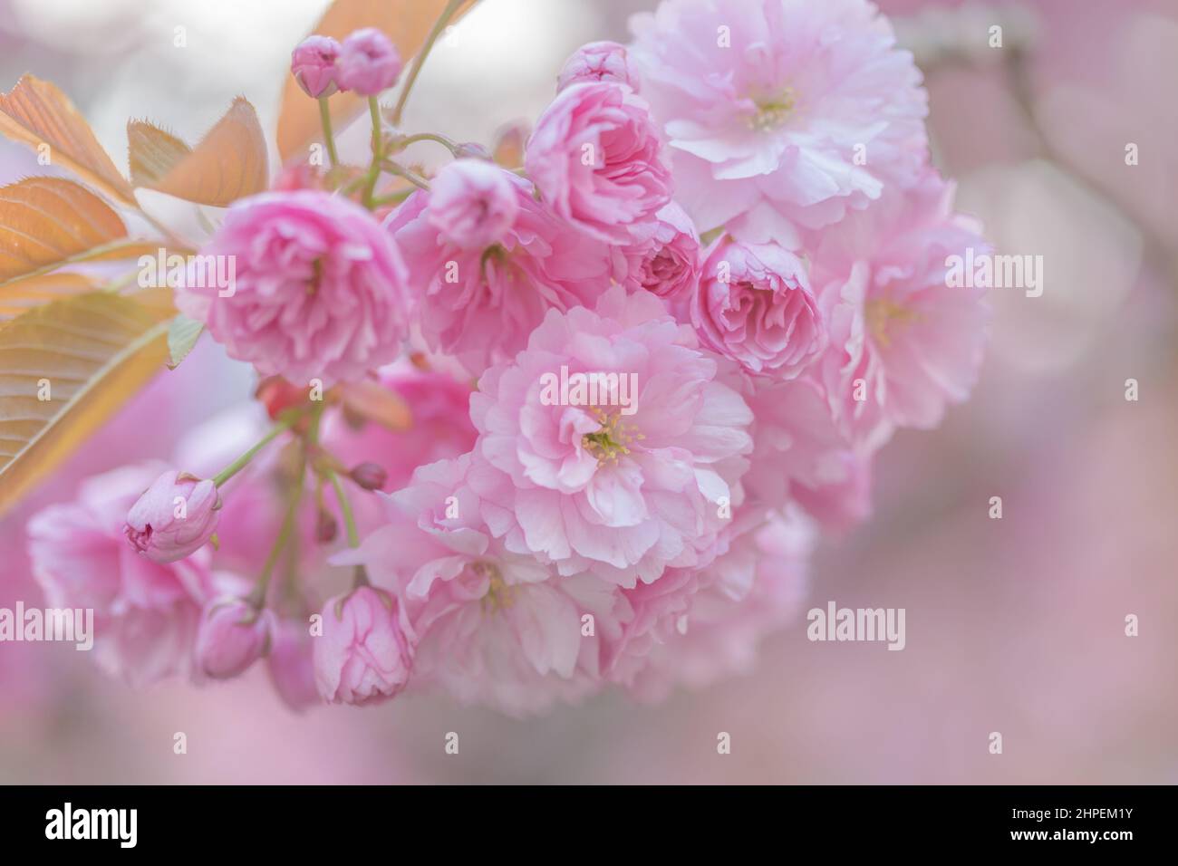 Cherry tree blossom, abstract soft color floral background, fresh white ...