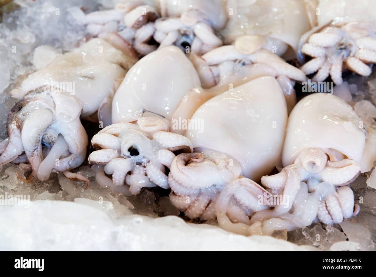 Market squid underwater hi-res stock photography and images - Alamy