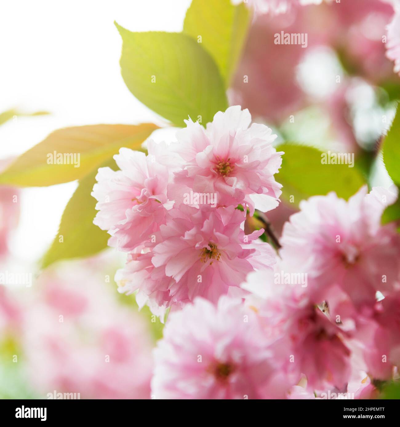 Beautiful pink sakura flowers Stock Photo - Alamy