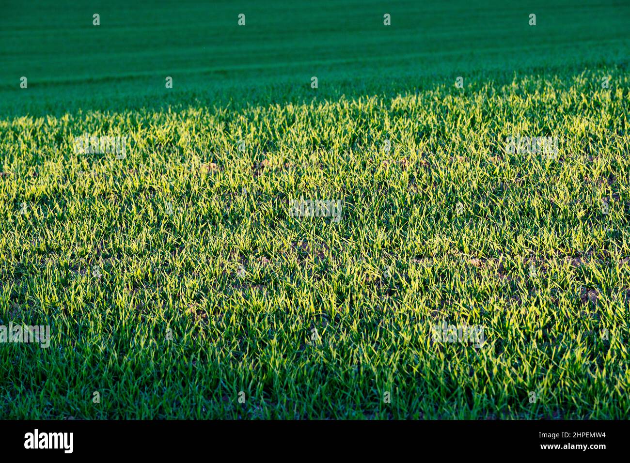 Green wheat field in early spring. Abstract background with light and ...