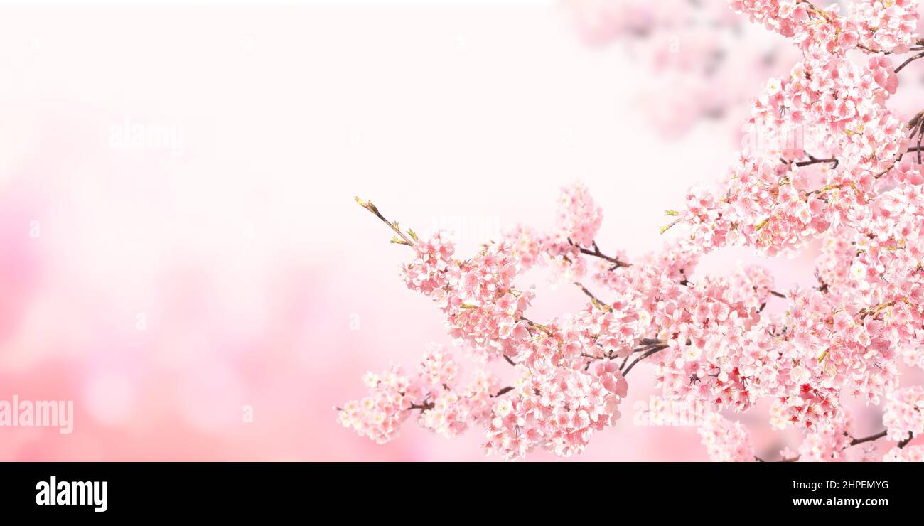 Horizontal banner with sakura flowers of pink color on sunny backdrop ...