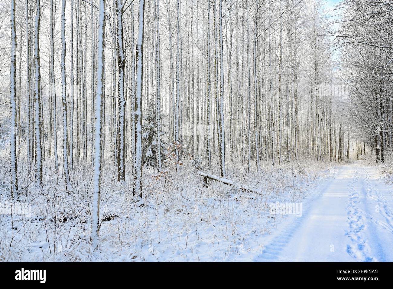 Birchwood in winter hi-res stock photography and images - Alamy