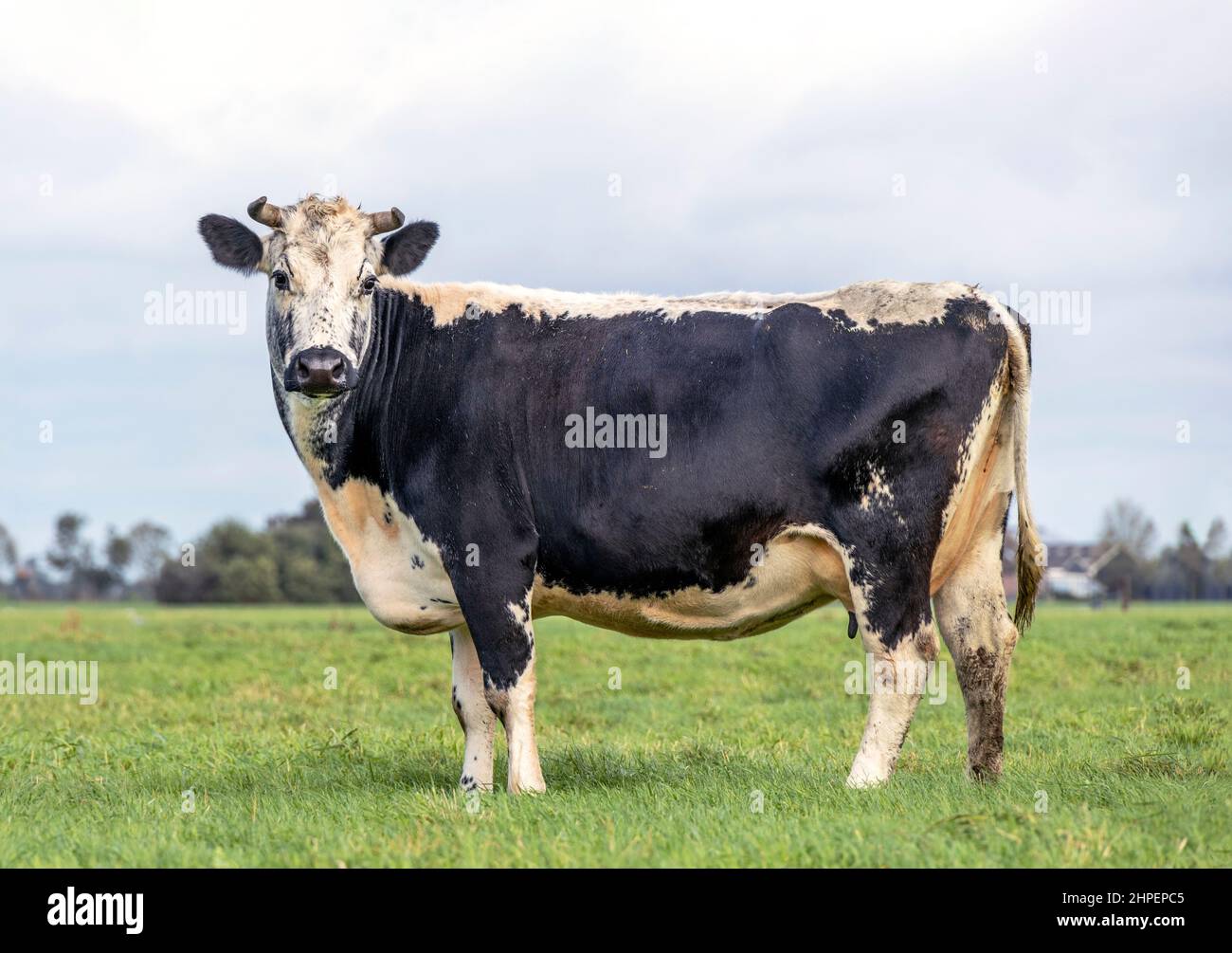Beautiful cow with dorsal stripe and horns, a black mottled cow ...