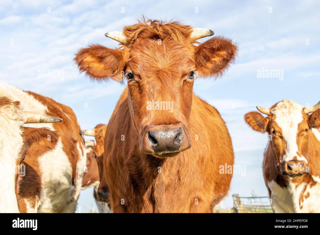 Cow head red horned with black nose and calm friendly expression ...