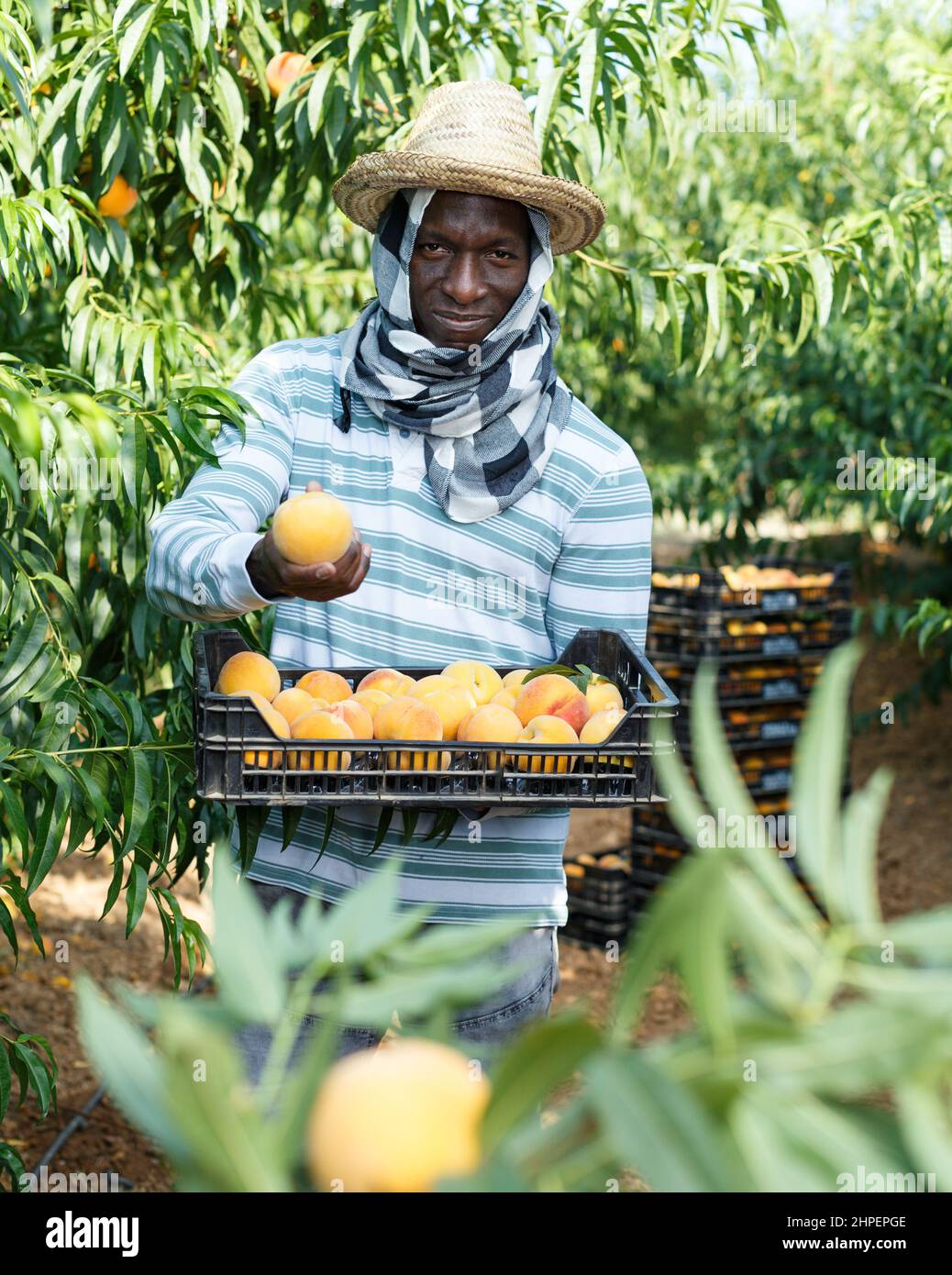 Man box peaches hi-res stock photography and images - Alamy