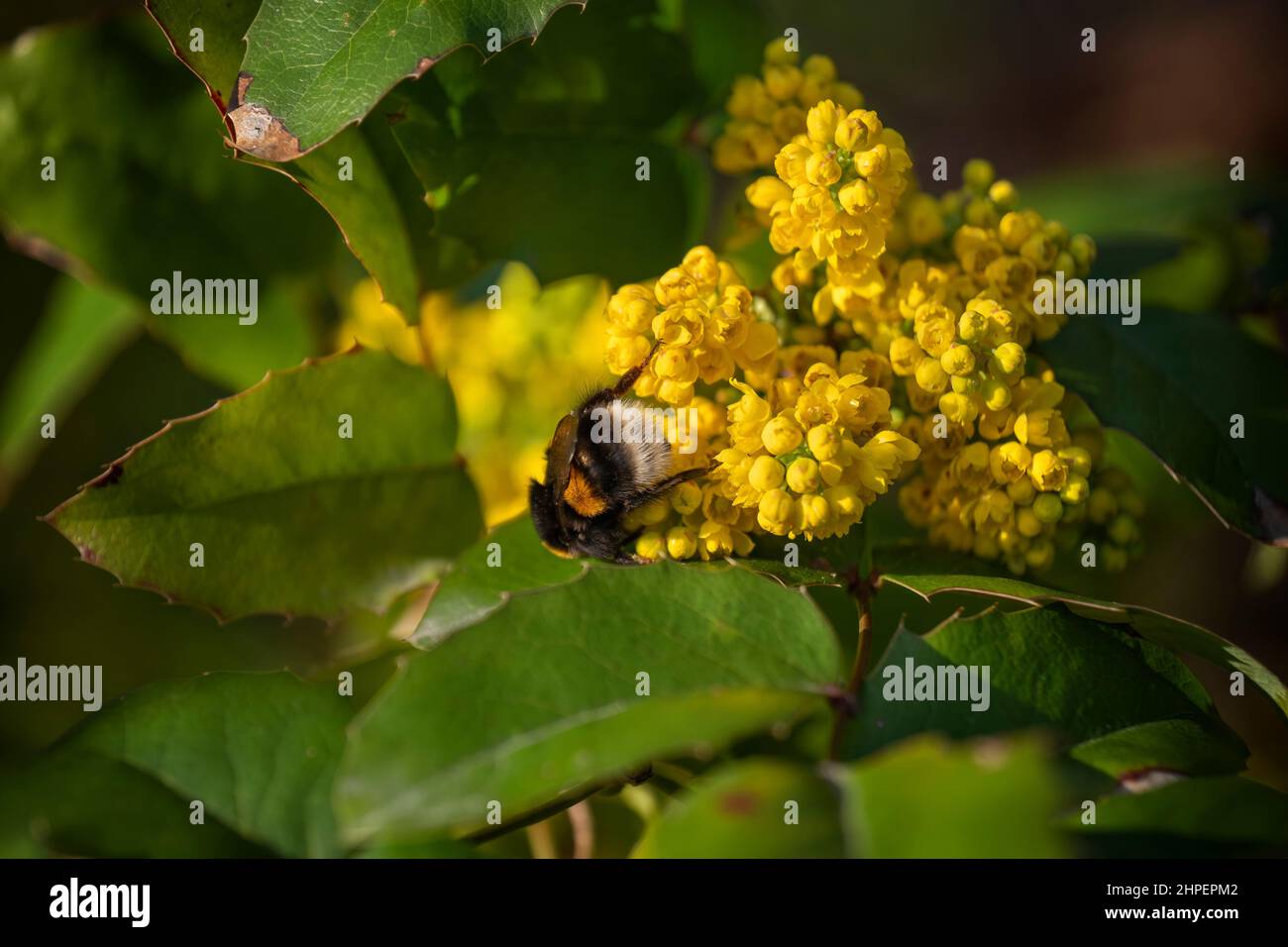 Berberis (Mahonia) aquifolium flowers with Bumblebee insect, Oregon ...